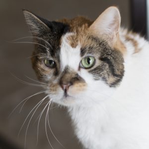 Furry Friends Refuge – Helping animals in need