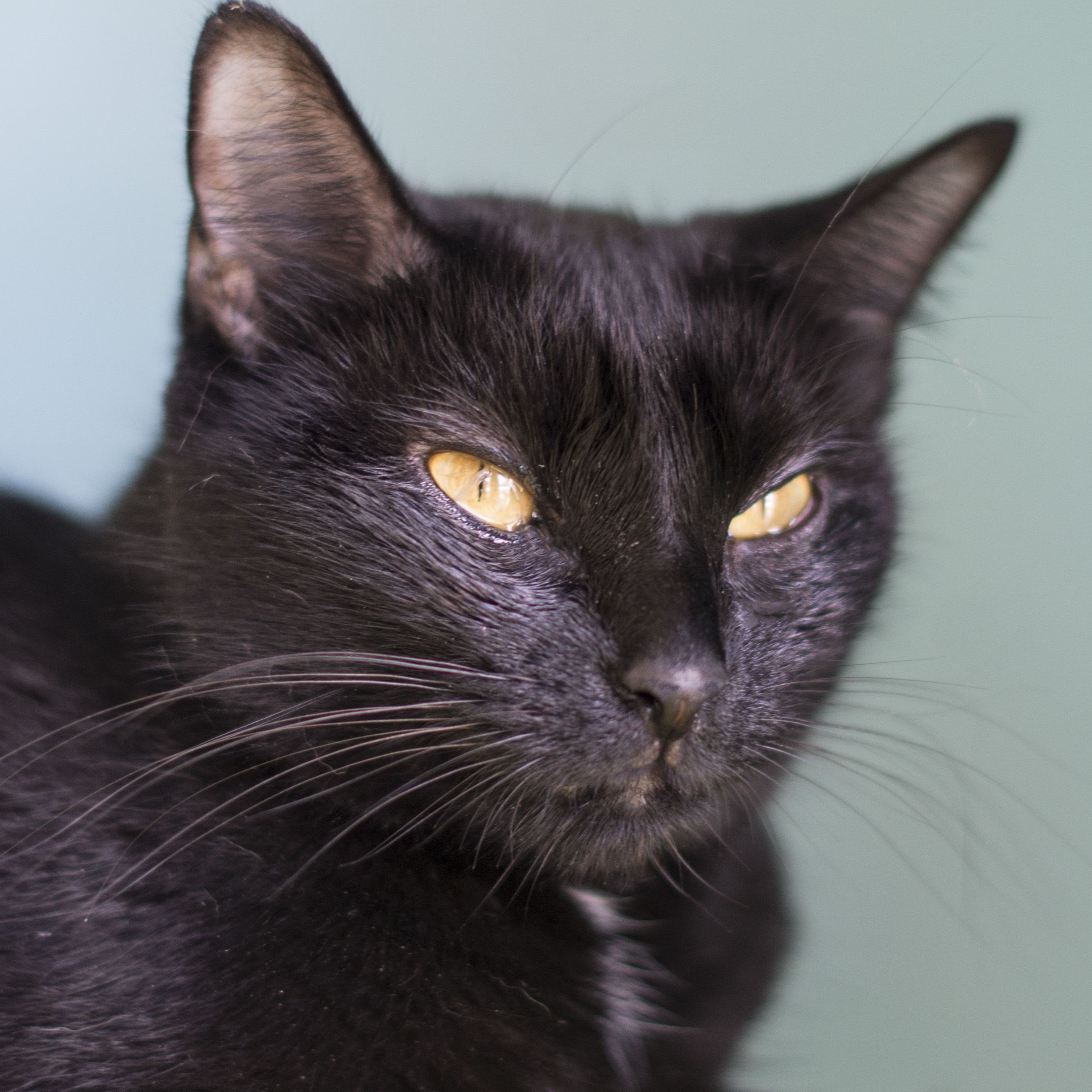 naji – Furry Friends Refuge