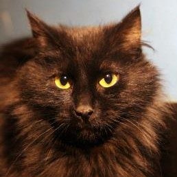 Furry Friends Refuge – Helping animals in need