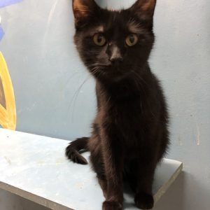 Furry Friends Refuge – Helping animals in need