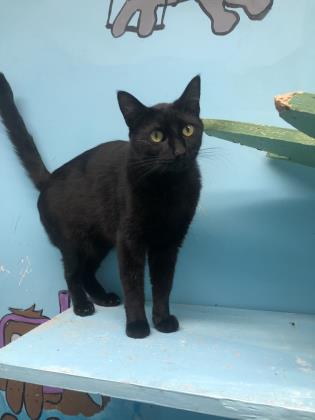 pepper – Furry Friends Refuge