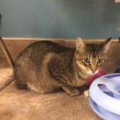 Furry Friends Refuge – Helping Animals in Need