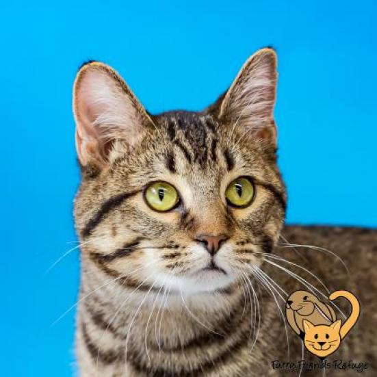 Hero – Furry Friends Refuge