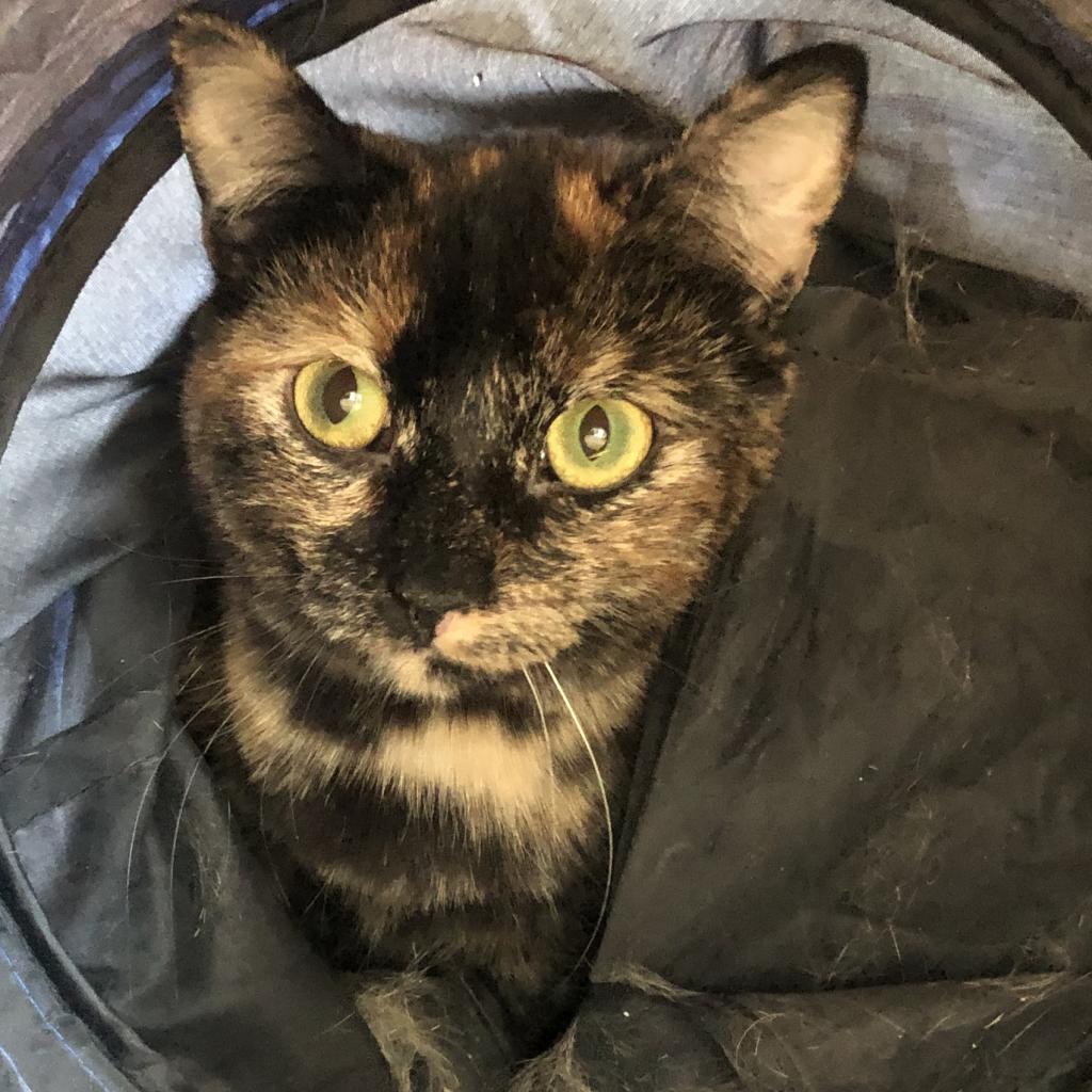 matilda – Furry Friends Refuge