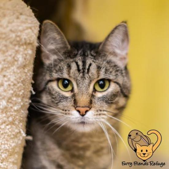 reggie – Furry Friends Refuge