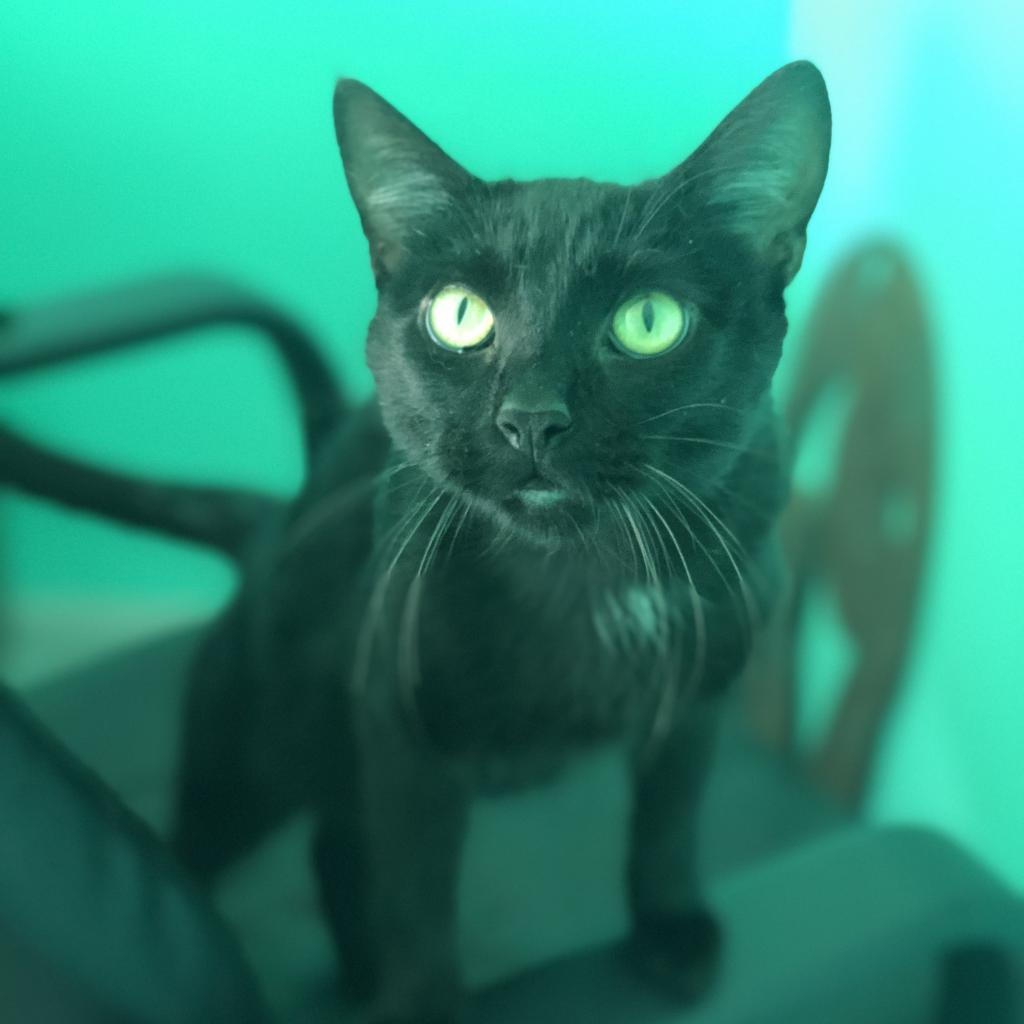 Froot loop – Furry Friends Refuge