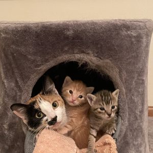 Furry Friends Refuge – Helping Animals in Need