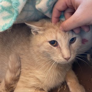 Furry Friends Refuge – Helping Animals in Need