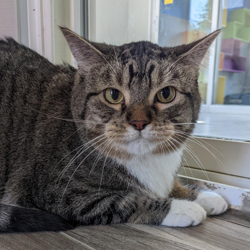 ferb – Furry Friends Refuge