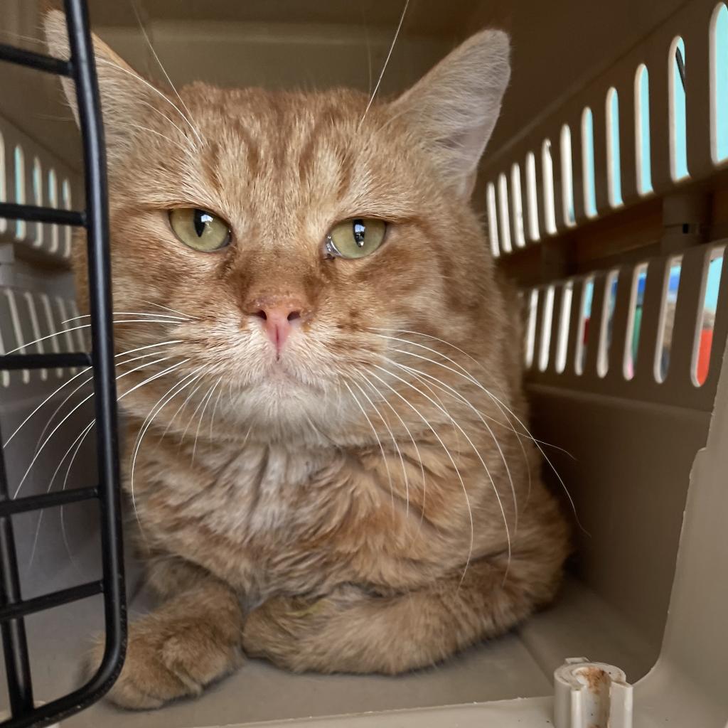 20231107092649 – Furry Friends Refuge