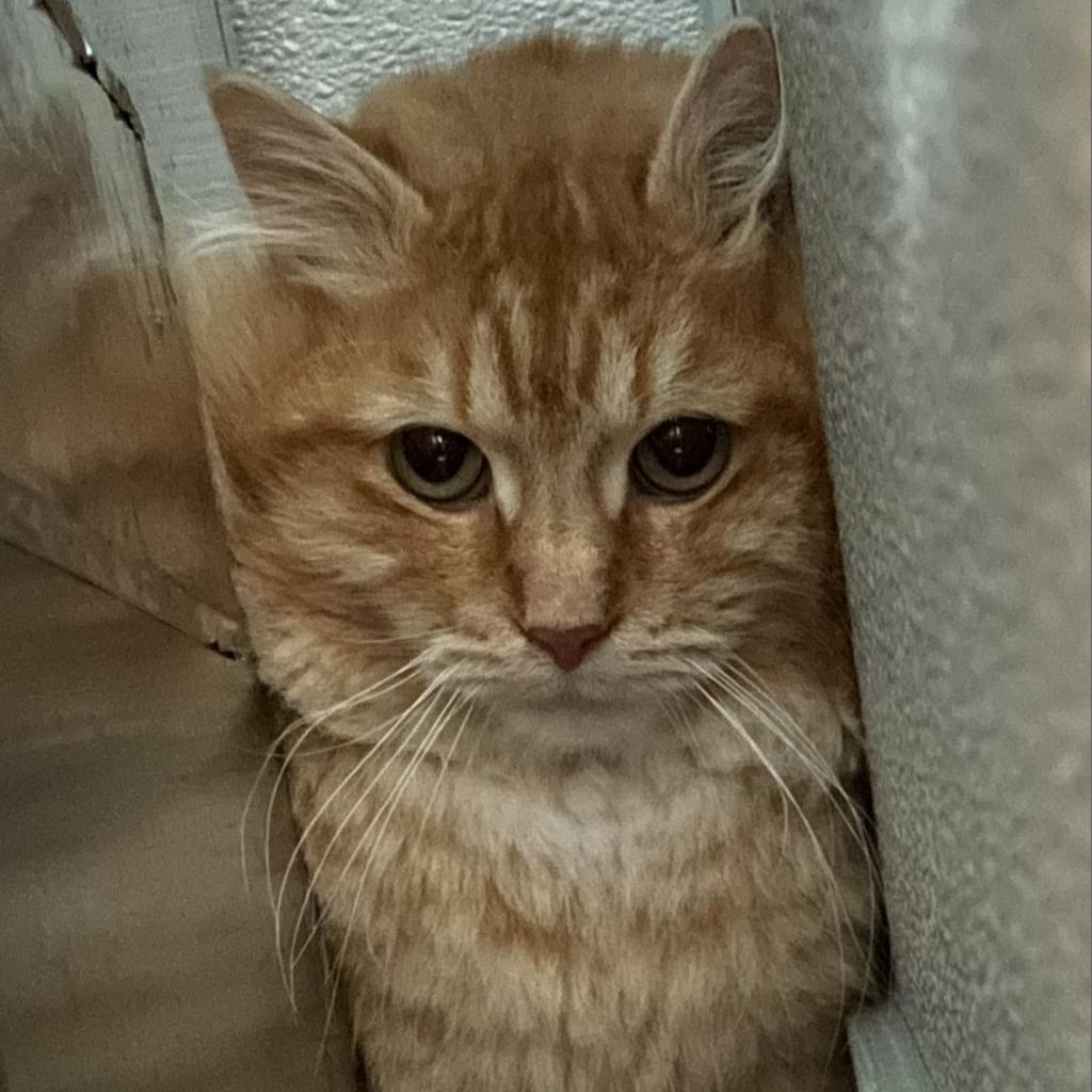 Butters – Furry Friends Refuge