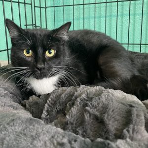 Furry Friends Refuge – Helping Animals in Need