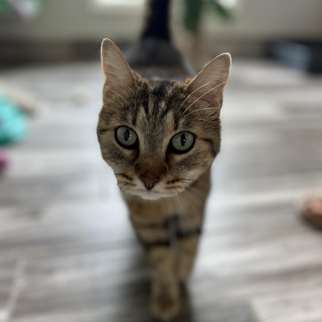 Fiona – Furry Friends Refuge