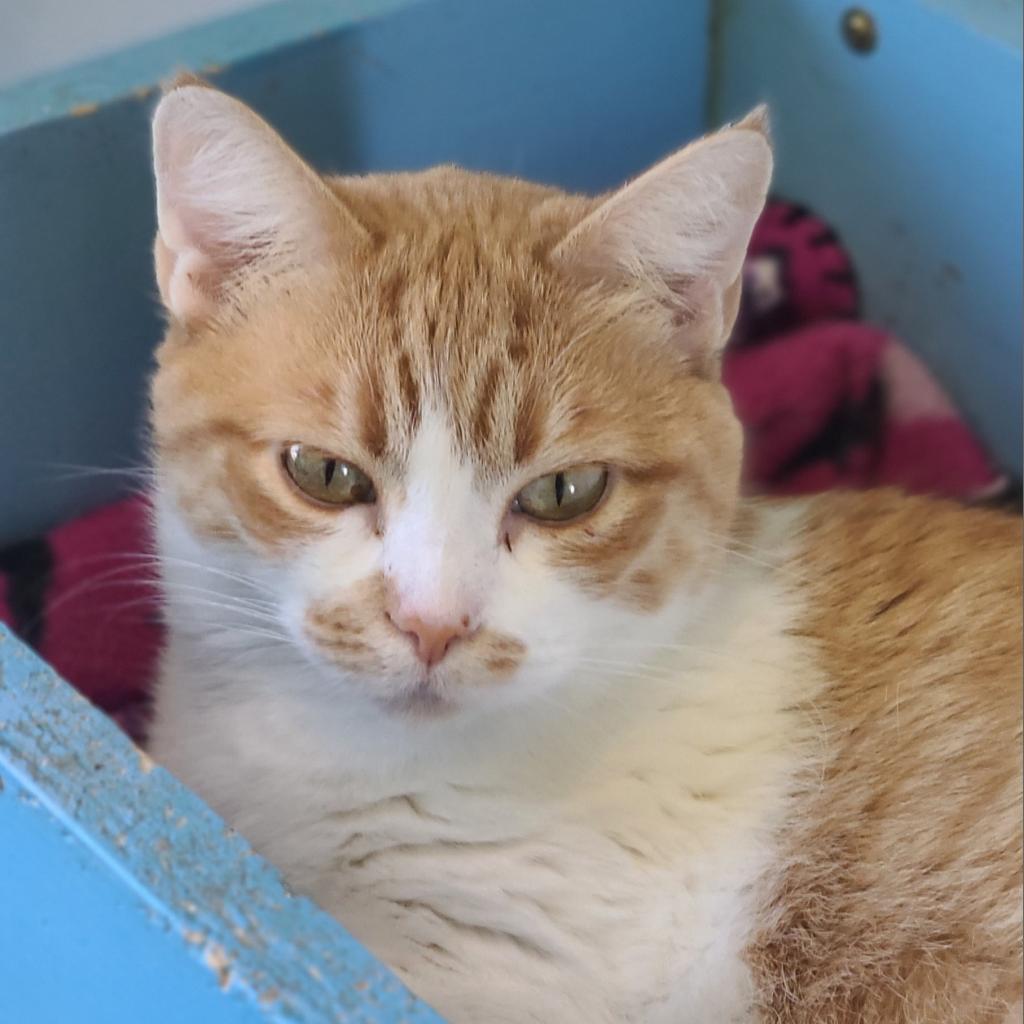 reagan2 – Furry Friends Refuge