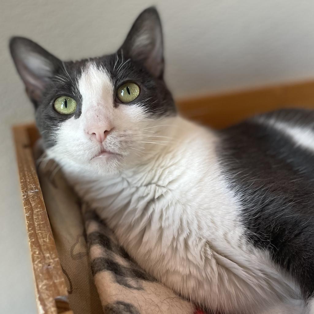 20241122122726 – Furry Friends Refuge