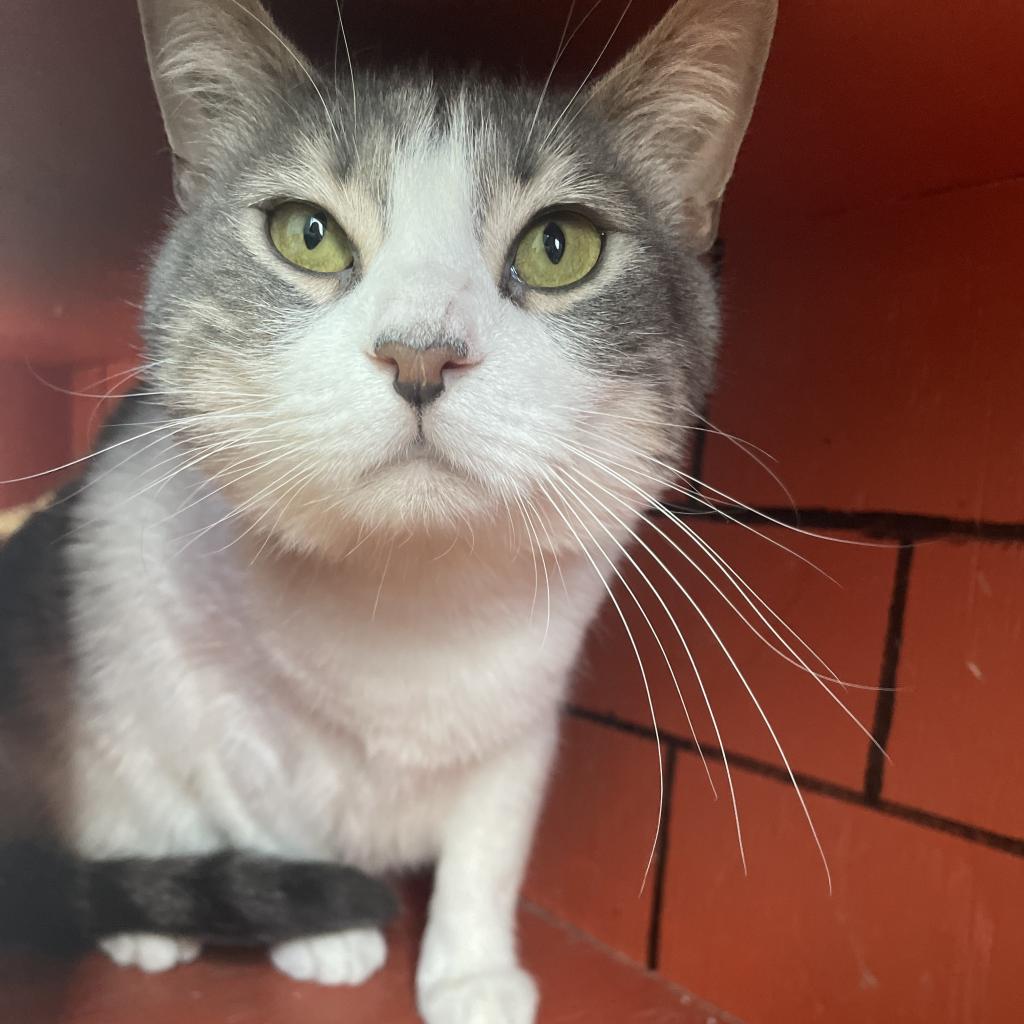 20241207124657 – Furry Friends Refuge