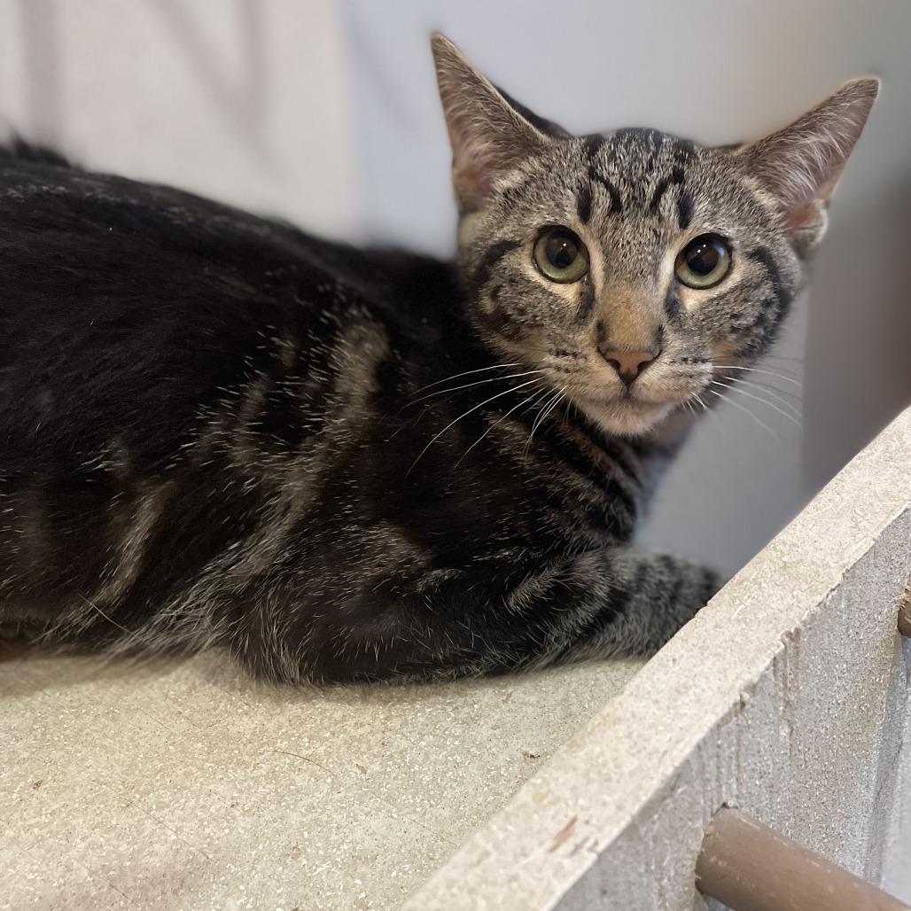 bc5d6a6ebc75fbcf5a9bcd70cd570048 – Furry Friends Refuge