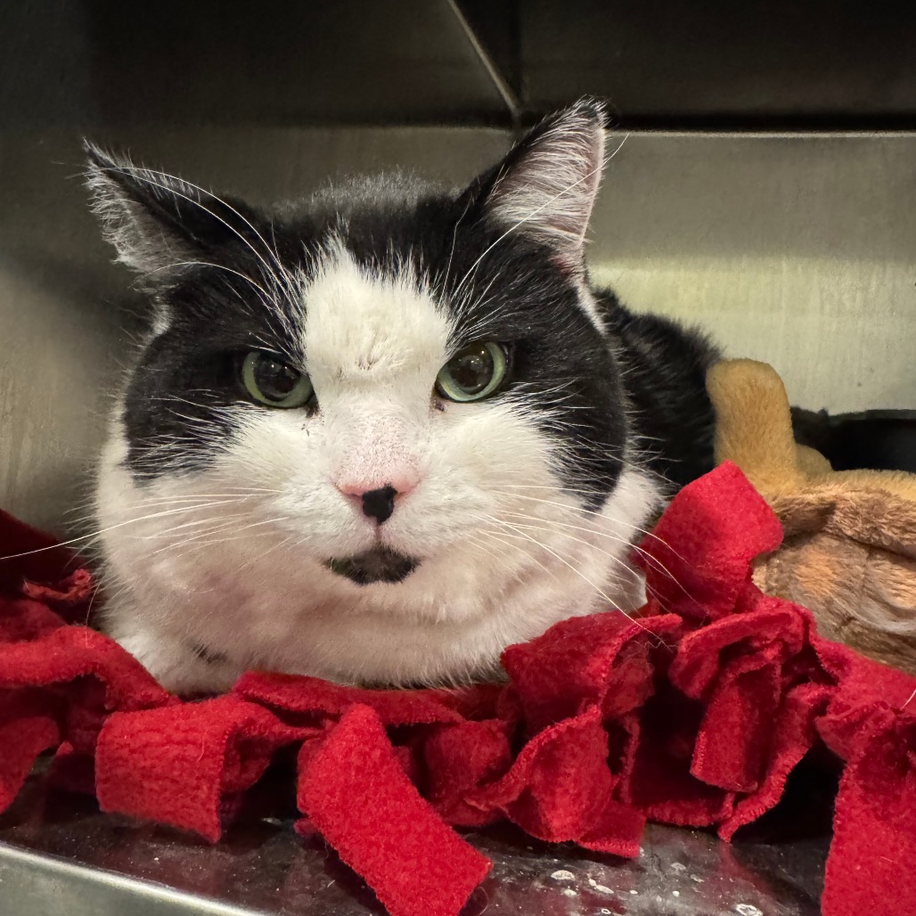 683dd90963a5b60150411d848408b67c – Furry Friends Refuge