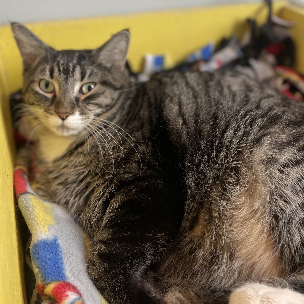 penelope – Furry Friends Refuge